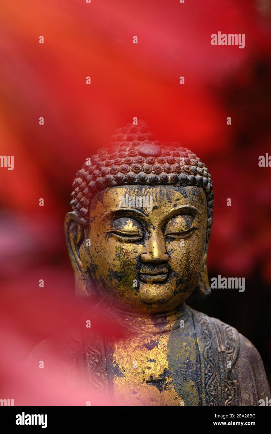 Buddha head with autumn leaves Stock Photo - Alamy