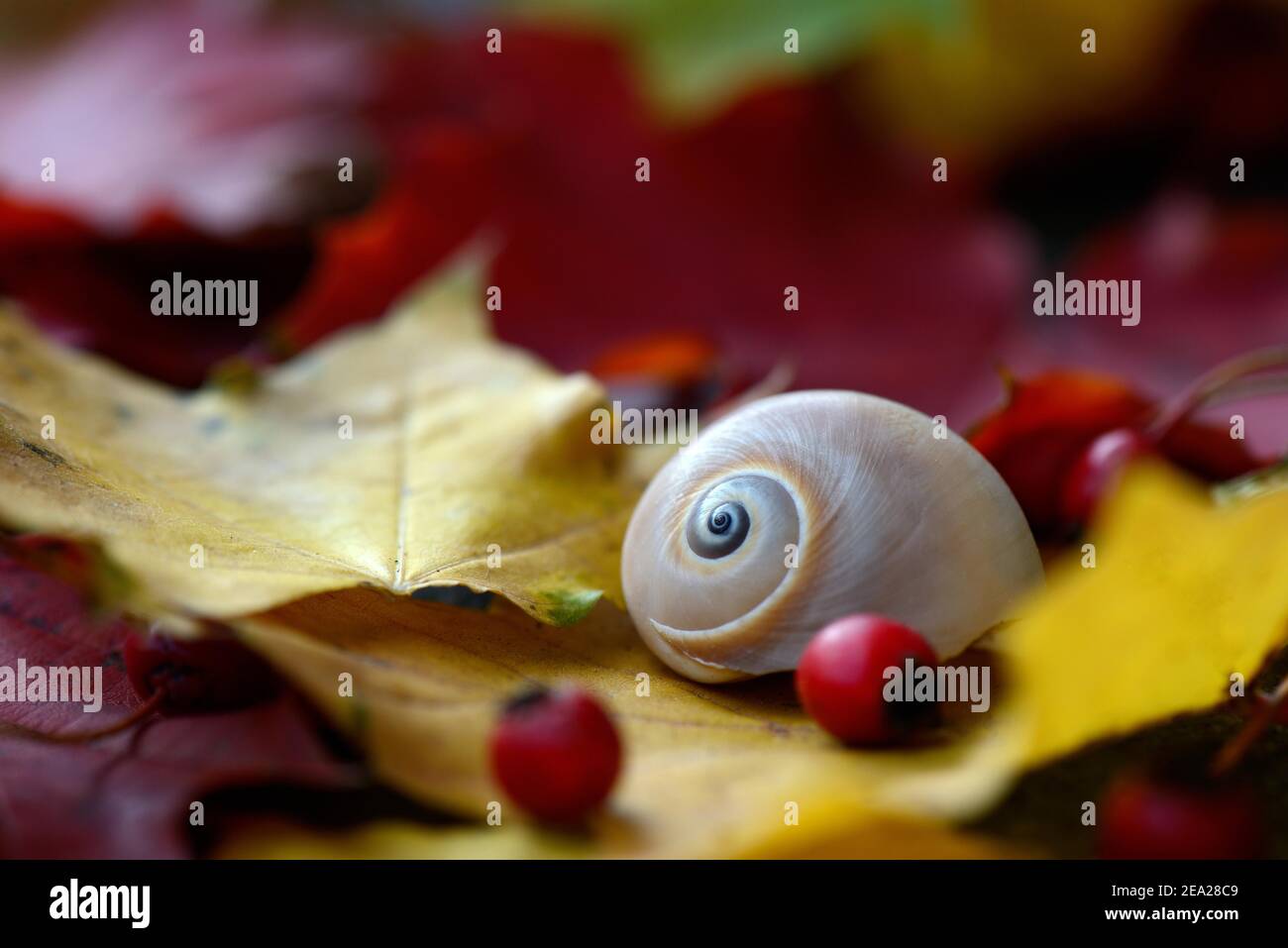 Autumn leaves with snail shell Stock Photo - Alamy