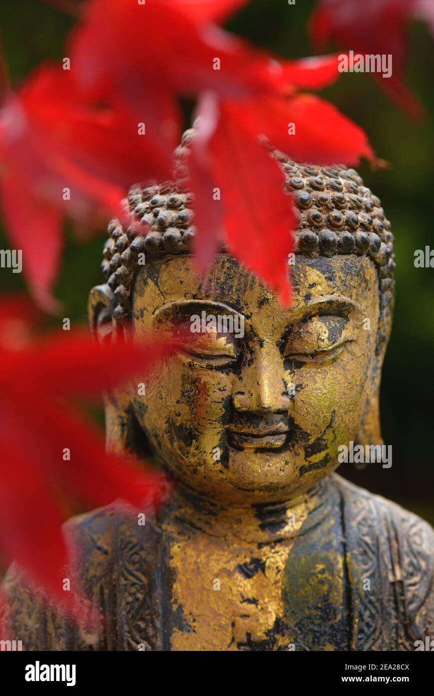 Buddha head and leaves hi-res stock photography and images - Alamy