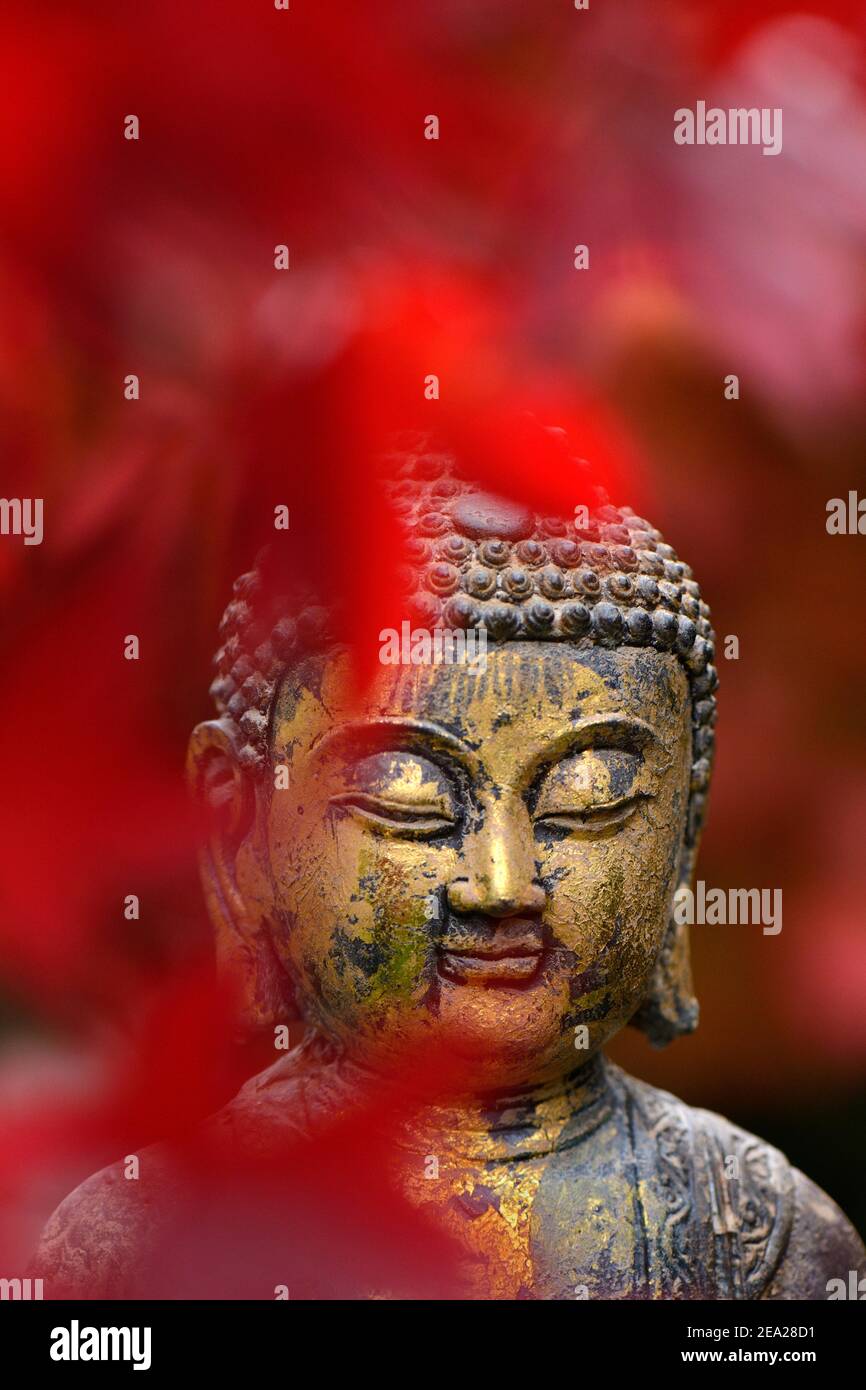 Buddha head and leaves hi-res stock photography and images - Alamy