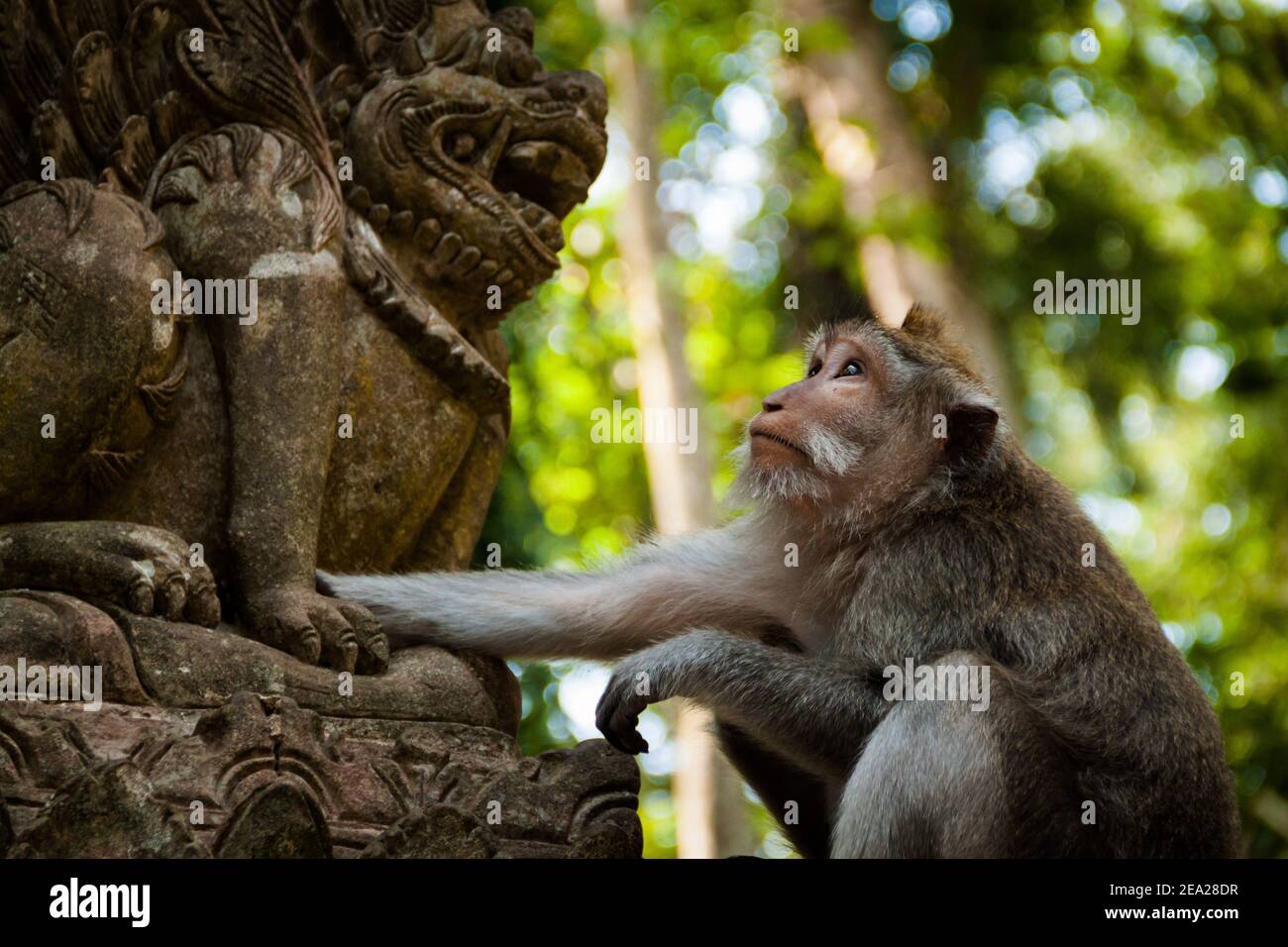 A long-tailed macaque (macaca fascicularis) touching a temple statue ...