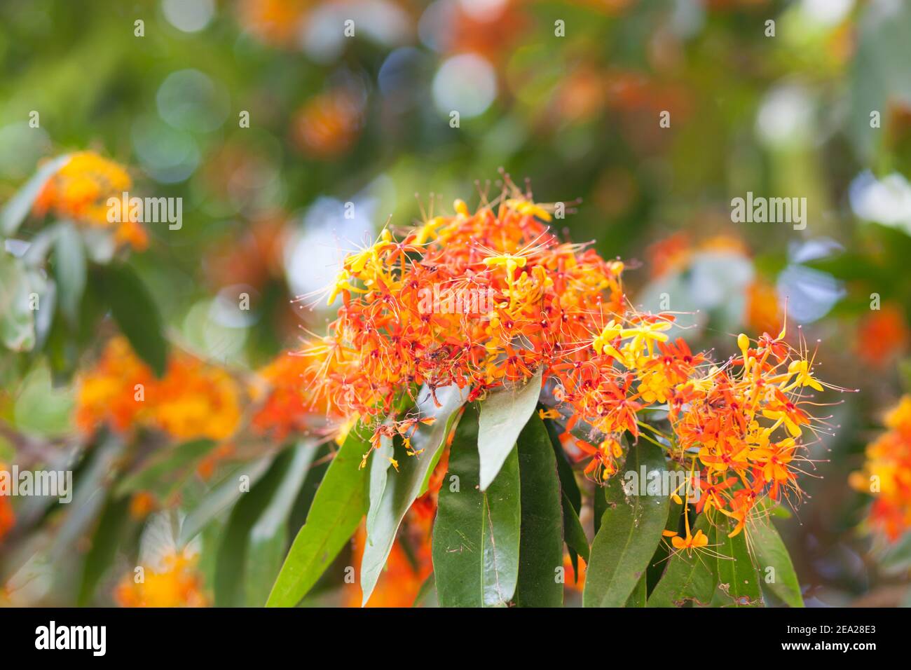 Australian flame tree hi-res stock photography and images - Alamy
