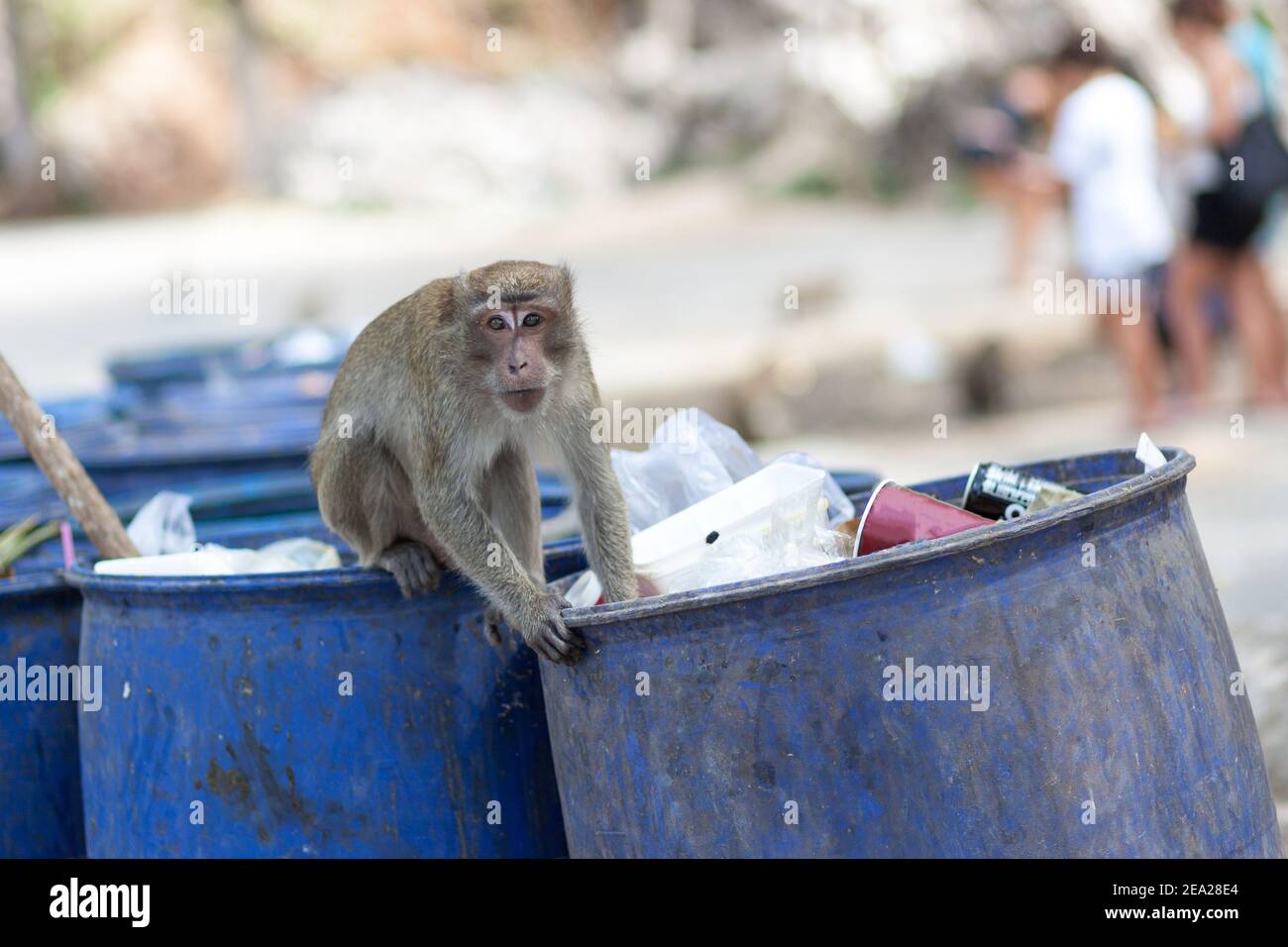 Monkey eats from garbage can. Thailand travel concept, environmental ...
