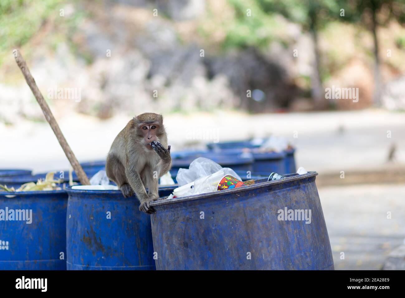 Monkey eats from garbage can. Thailand travel concept, environmental ...