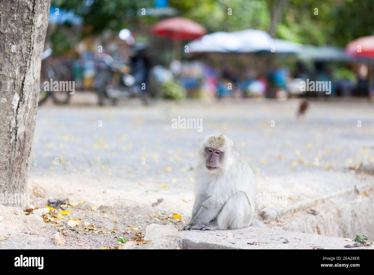 Monkey eats from garbage can. Thailand travel concept, environmental ...