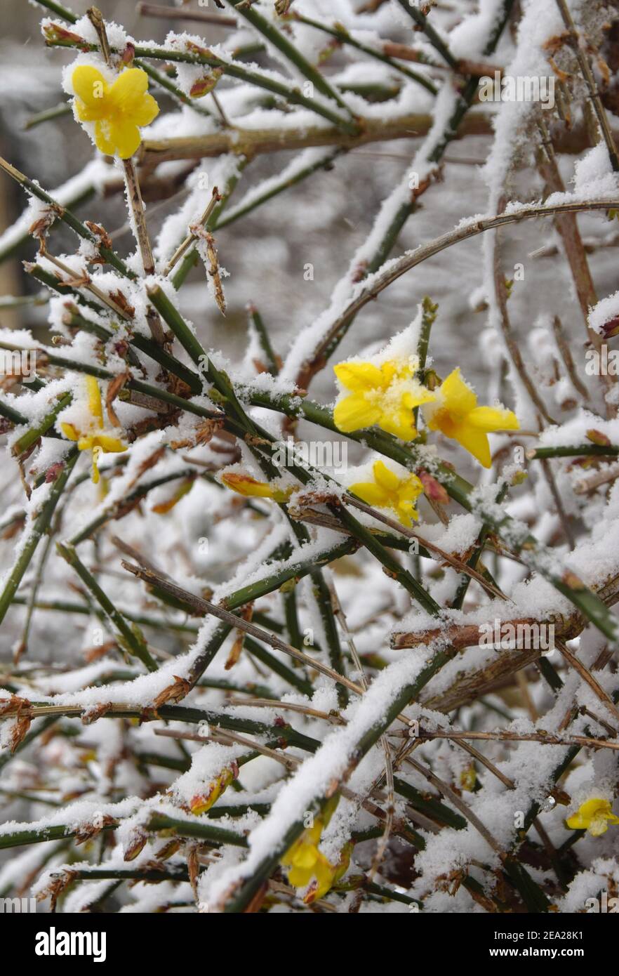 shrub with yellow flowers covered in snow Stock Photo - Alamy