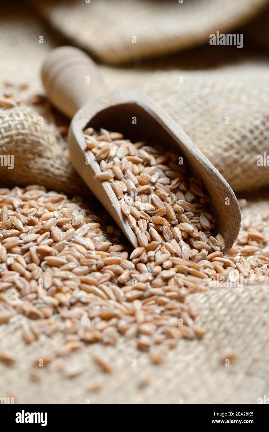 Wheat plant shovel hi-res stock photography and images - Alamy