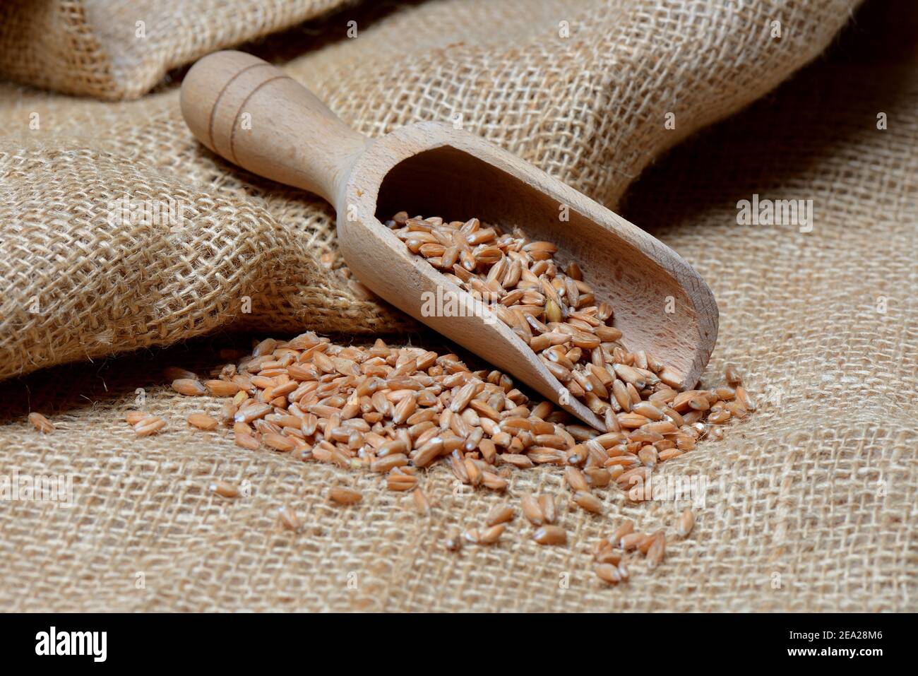 Dinkel wheat hi-res stock photography and images - Alamy
