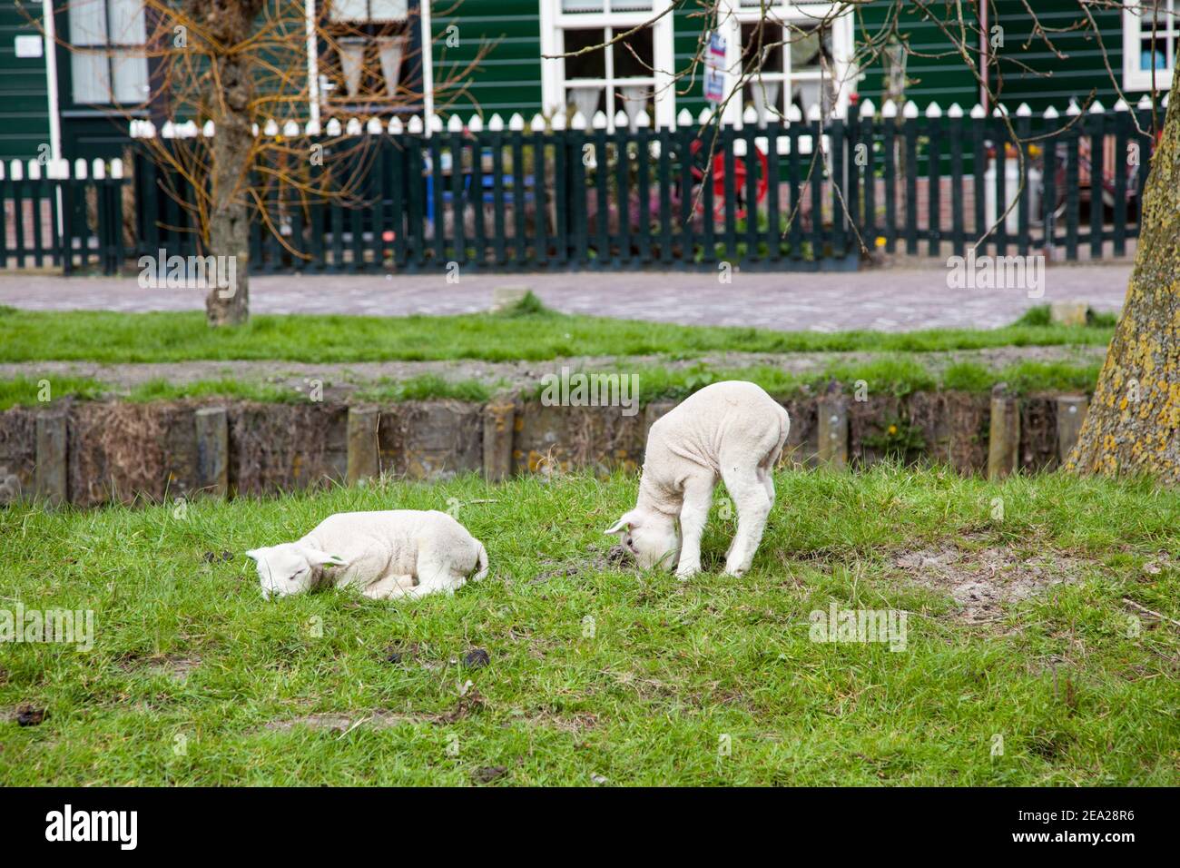 Cute village in the netherlands hi-res stock photography and images - Alamy