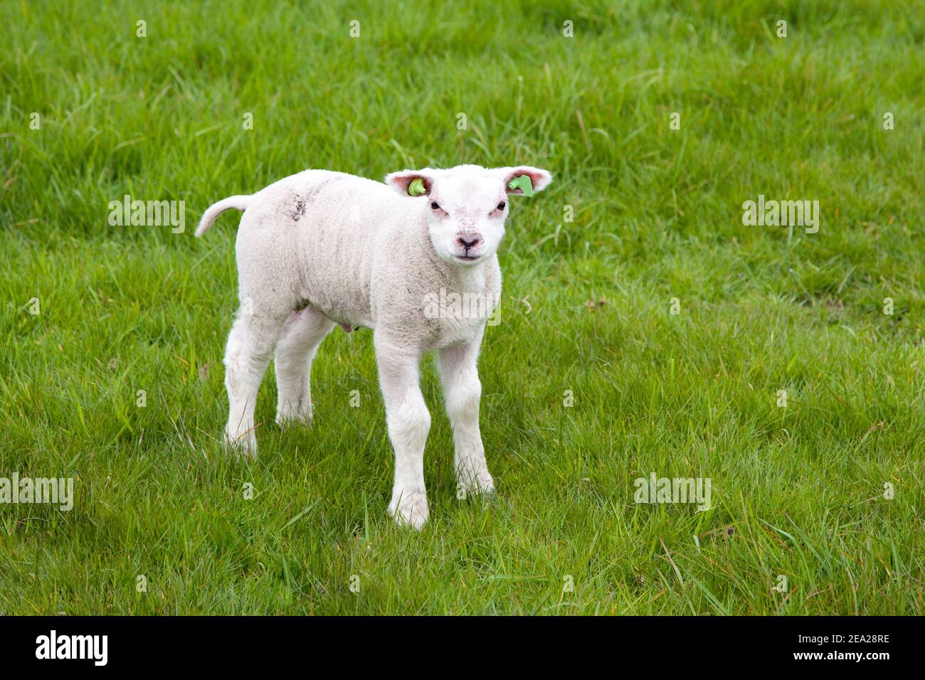 Cade lamb hi-res stock photography and images - Alamy