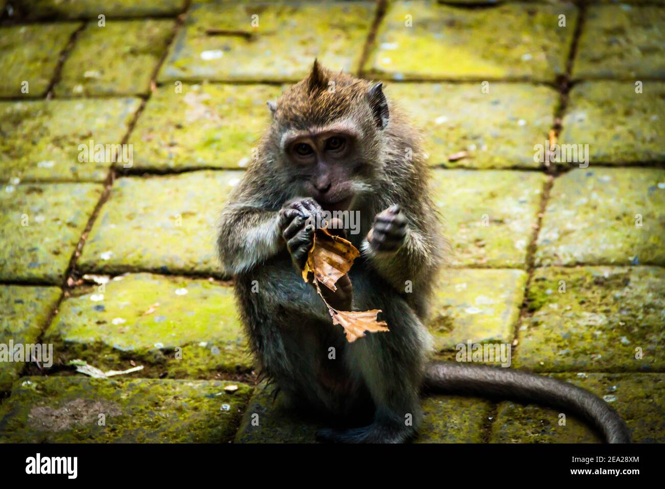 A baby long-tailed macaque (macaca fascicularis) sitting and biting the ...