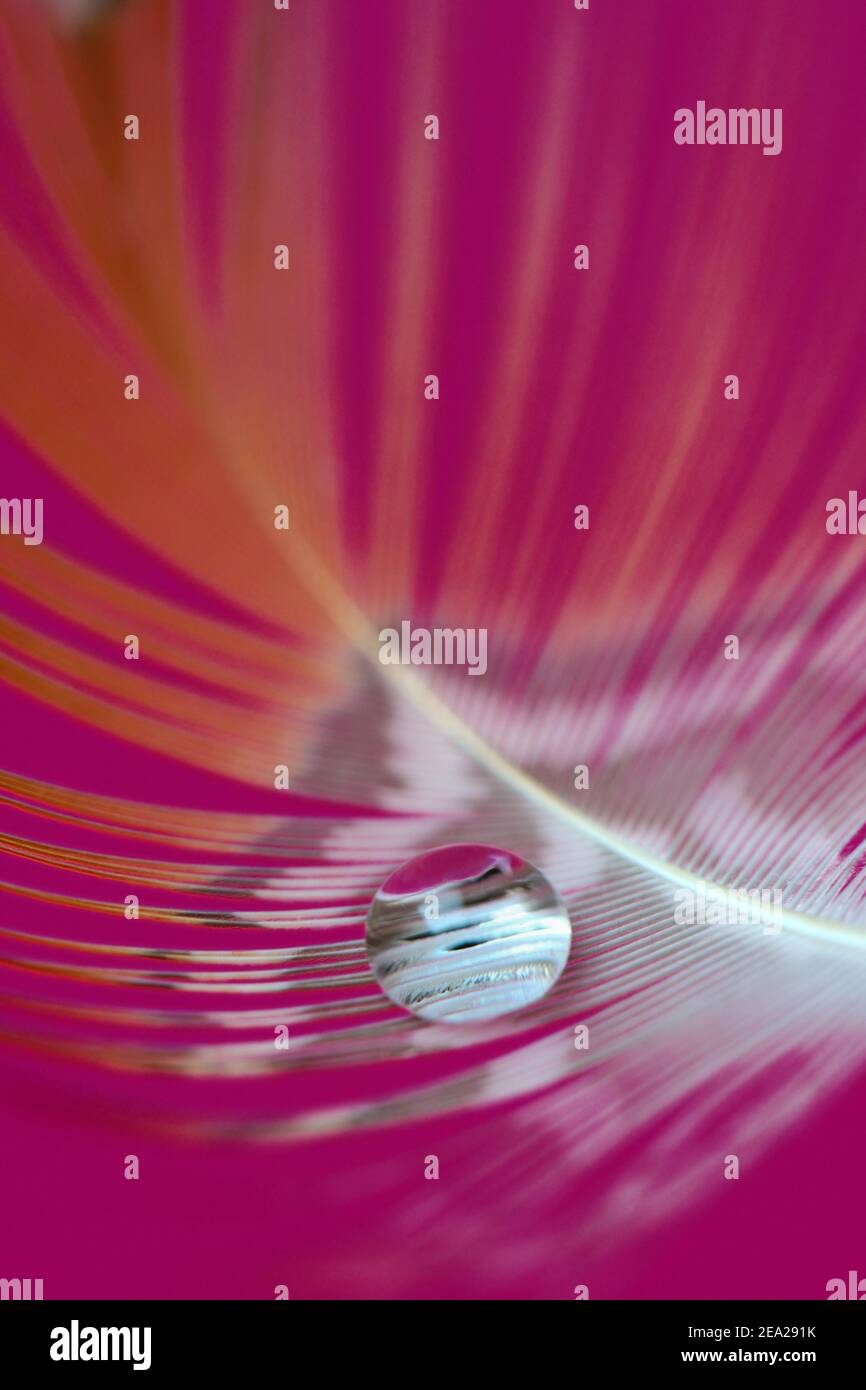 Water drops on spring, surface tension Stock Photo - Alamy