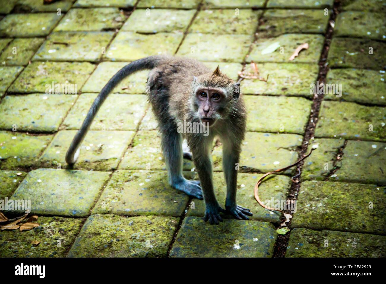 Long-tailed macaque (macaca fascicularis) walking on the pavement at ...