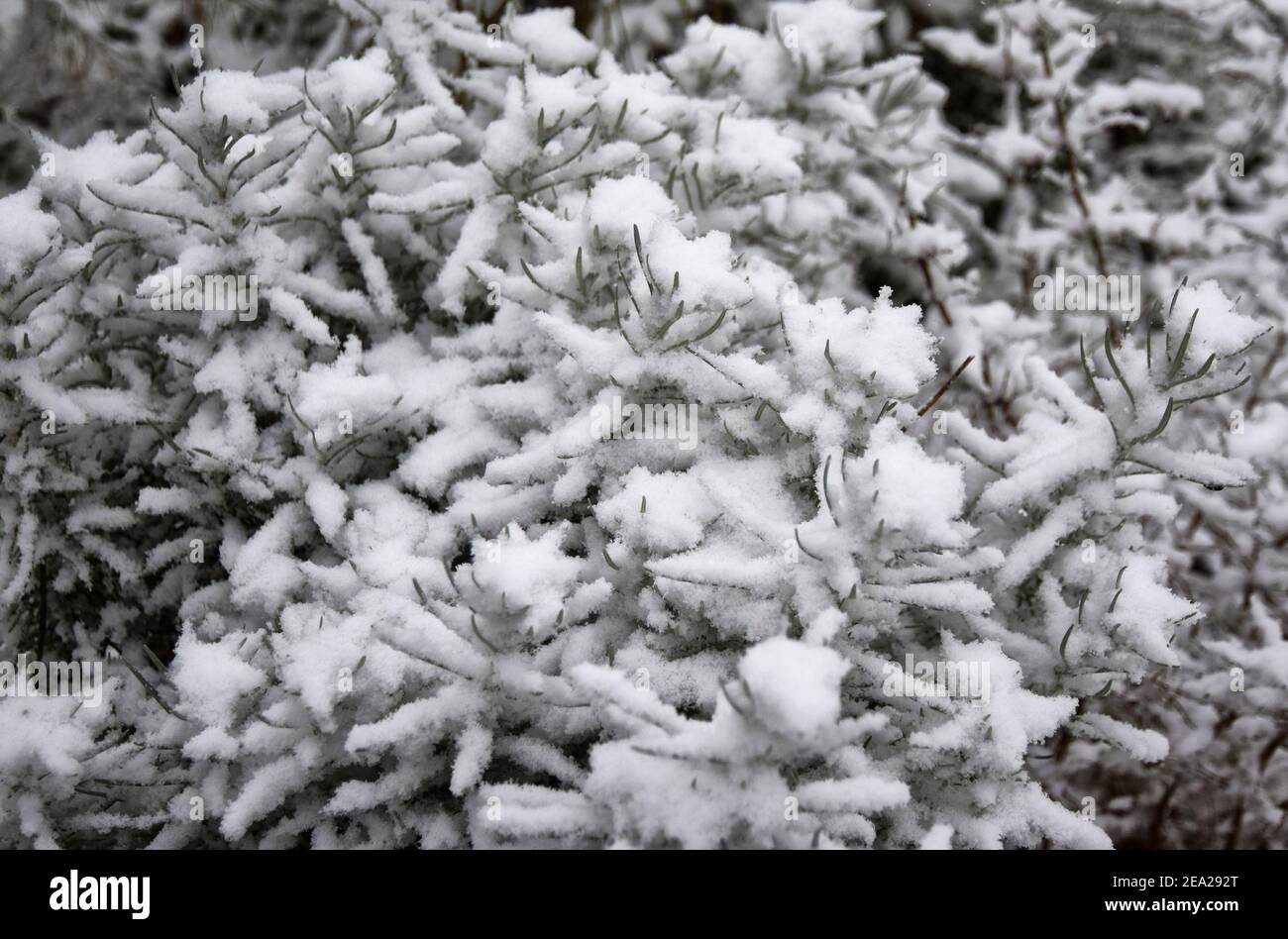 Shrub snow hi-res stock photography and images - Alamy