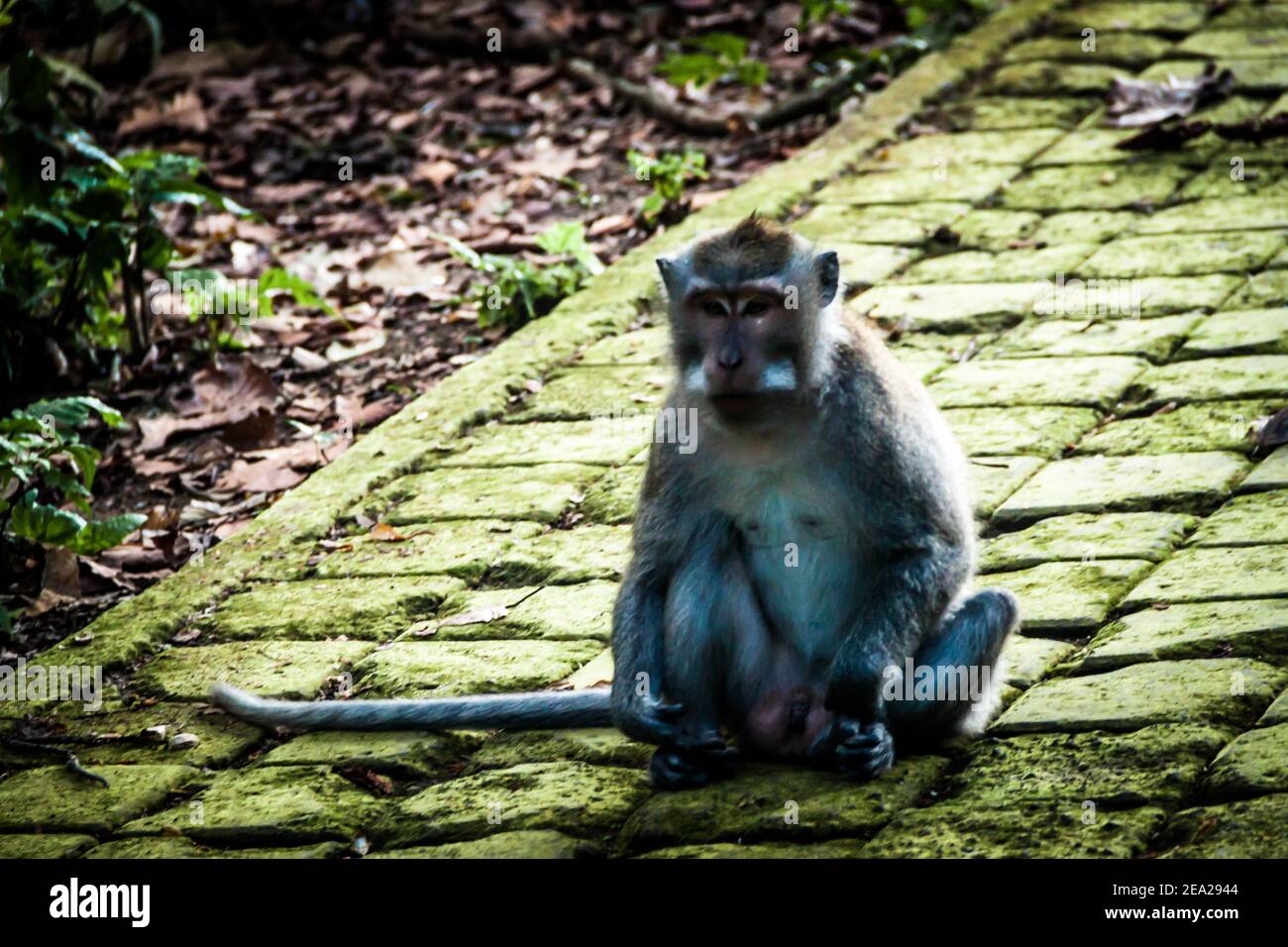 Macaque feet hi-res stock photography and images - Alamy