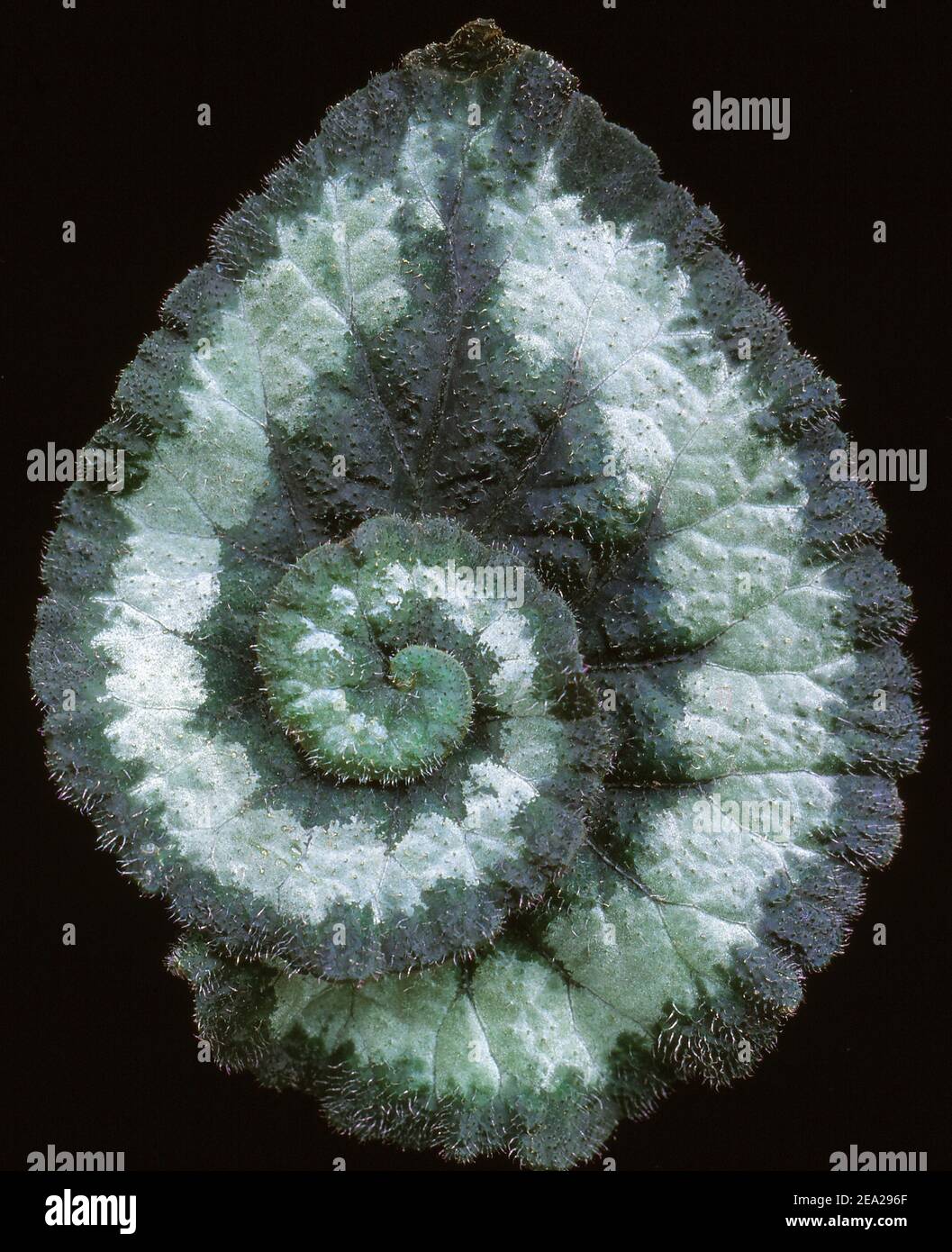 Begonia leaf, variety L'Escargot ( Begonia spec Stock Photo - Alamy