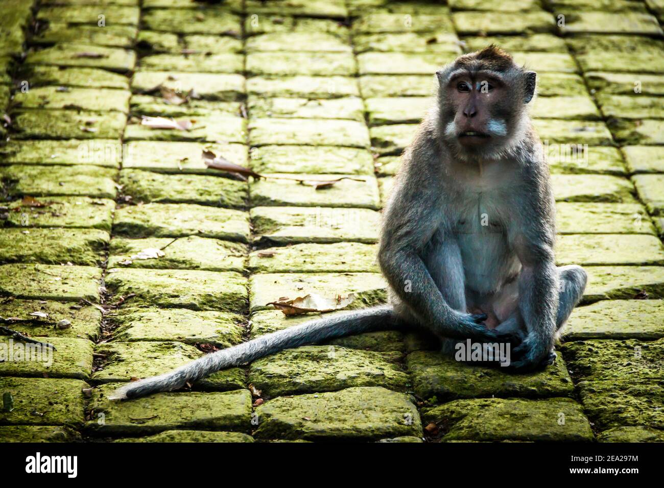 Monkey feet hi-res stock photography and images - Alamy