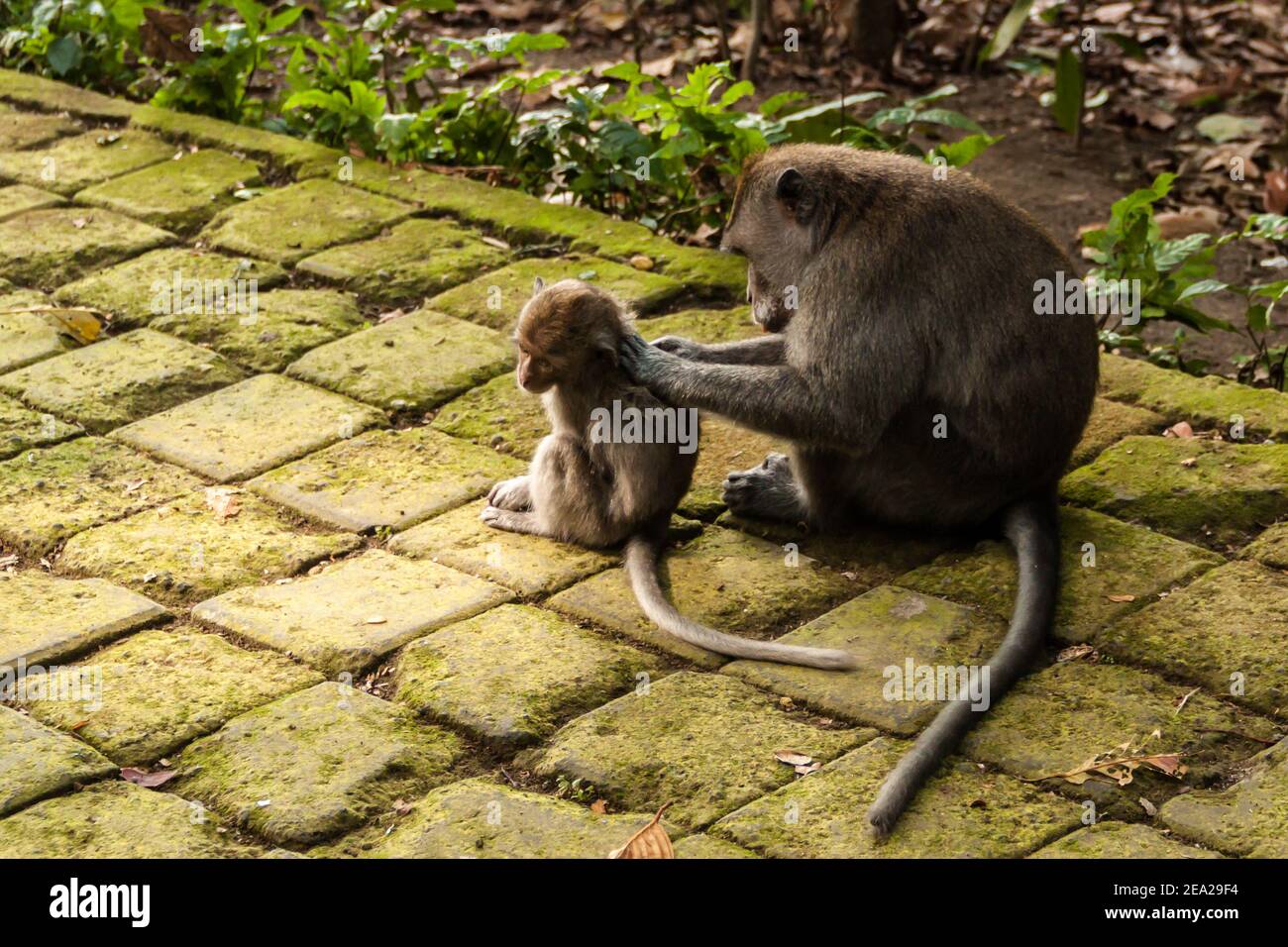 A long-tailed macaque (macaca fascicularis) grooming her baby on the ...