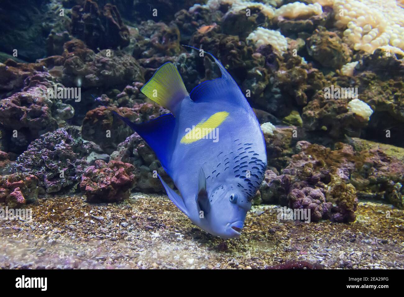 tropical blue yellow fish Stock Photo - Alamy