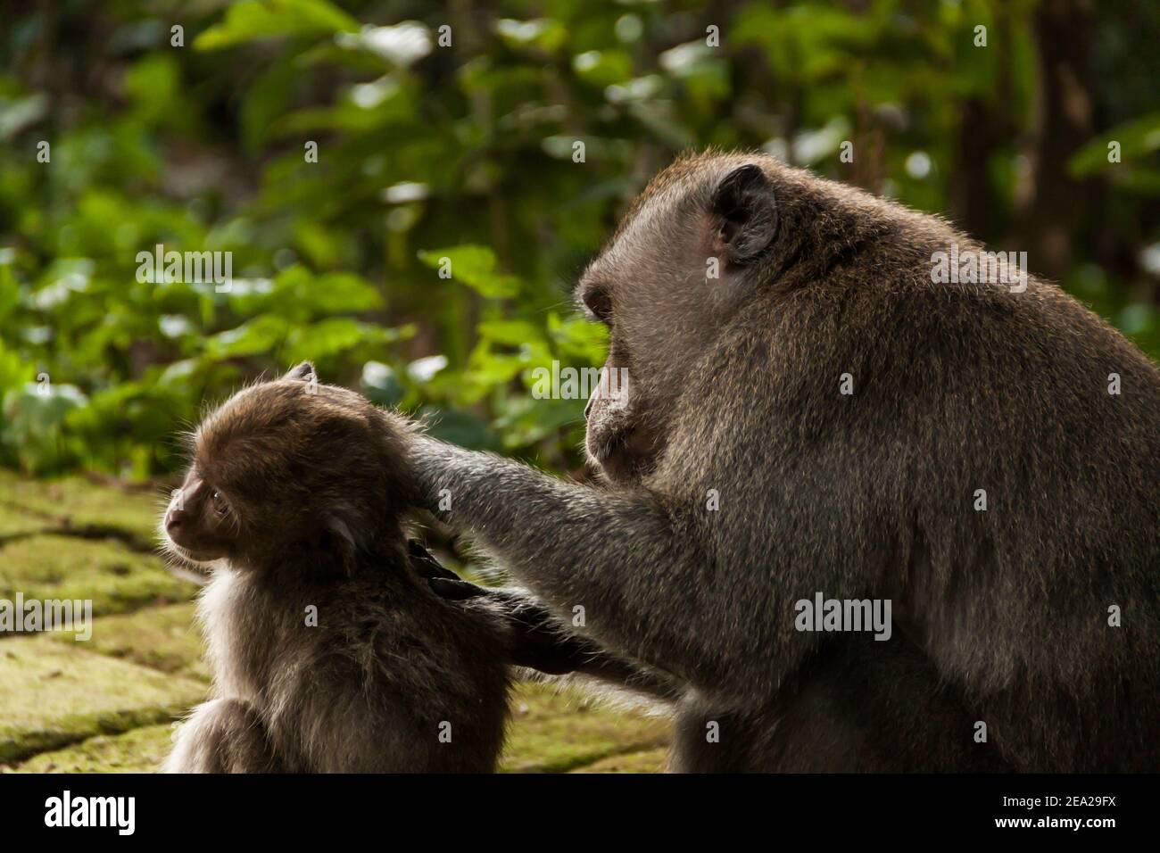 A long-tailed macaque (macaca fascicularis) is grooming her baby's head ...