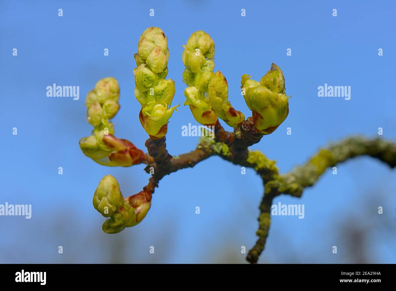 American ( Liquidambar styraciflua) amber tree, buds Stock Photo - Alamy