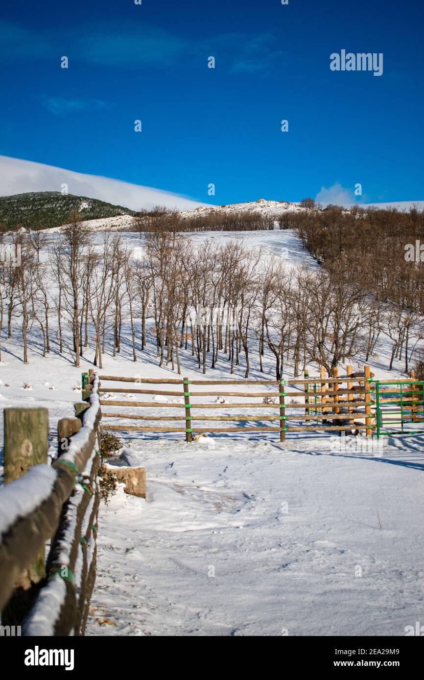 A vertical shot of a wooden fence and a lot of leafless trees in a park ...