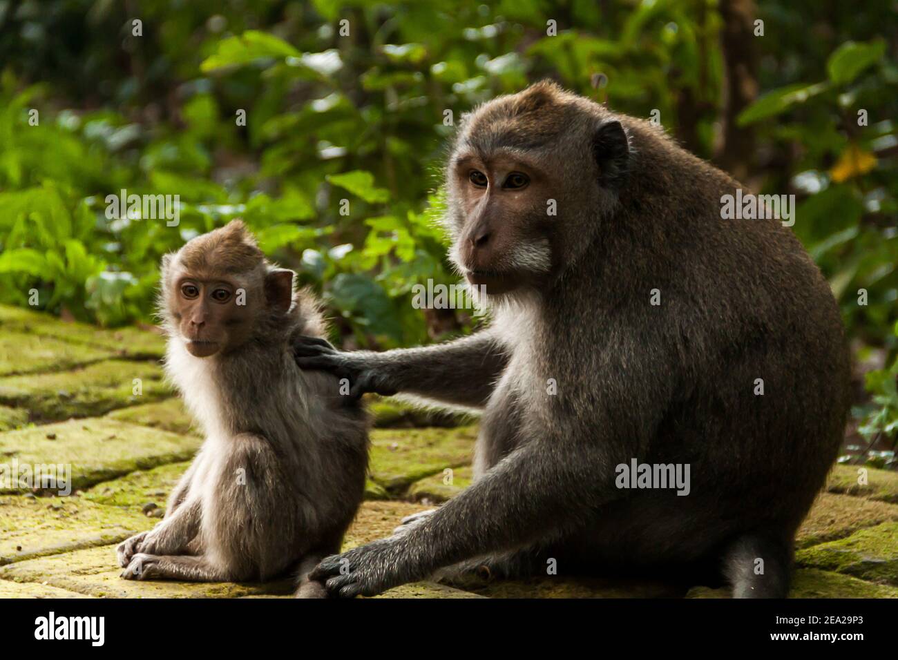 A female long-tailed macaque and her baby sitting on the pavement and ...