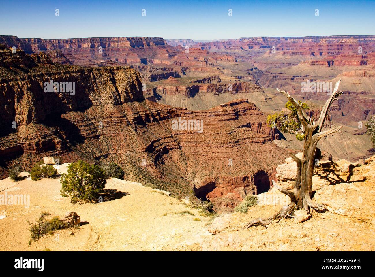 Tree in Grand Canyon national park, USA Stock Photo - Alamy