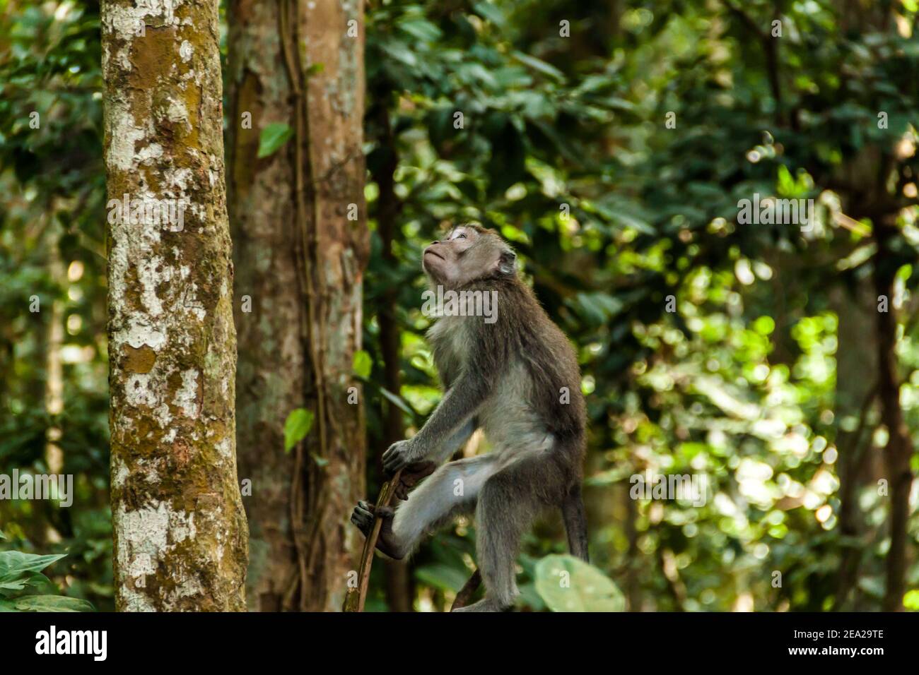 Jumping crab hi-res stock photography and images - Alamy