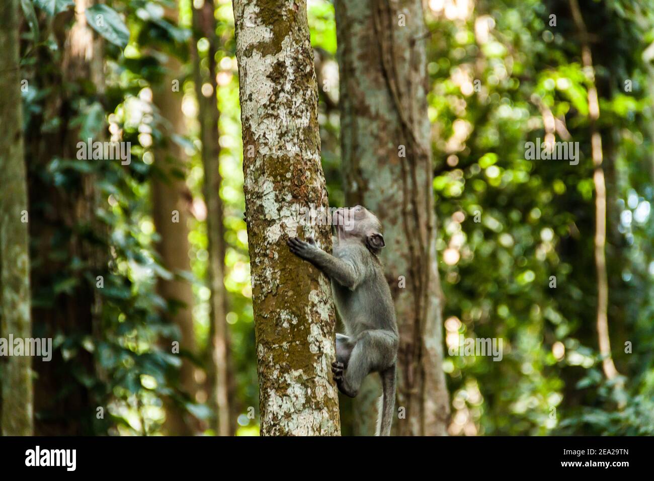 A baby crab-eating macaque (macaca fascicularis) climbing a tree Stock ...