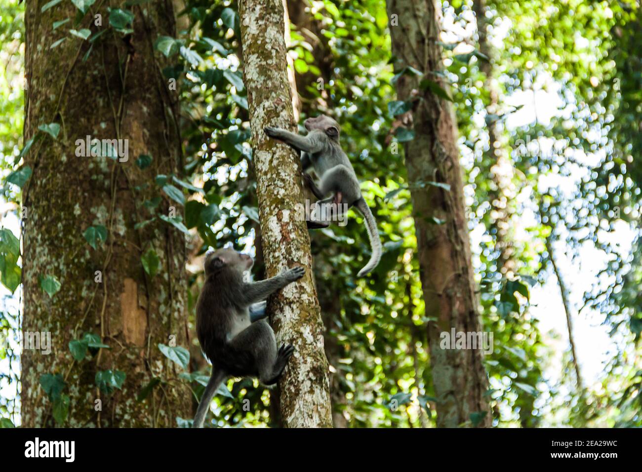 Two crab-eating macaque monkeys (macaca fascicularis) climbing a tree ...