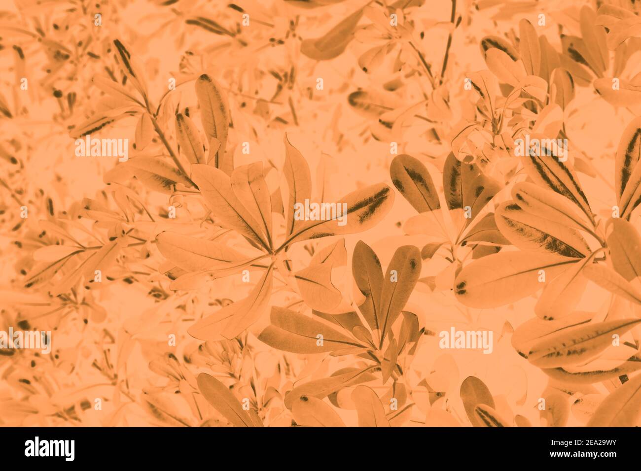 Orange ficus leaves on hi-res stock photography and images - Alamy