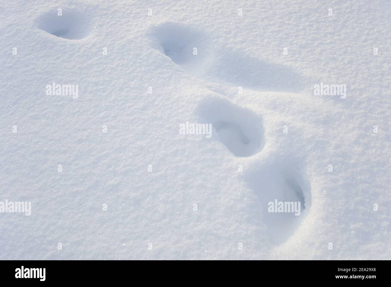 Boot prints hi-res stock photography and images - Alamy