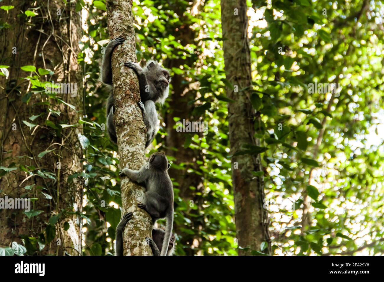 Three long-tailed macaque monkeys (macaca fascicularis) climbing a tree ...