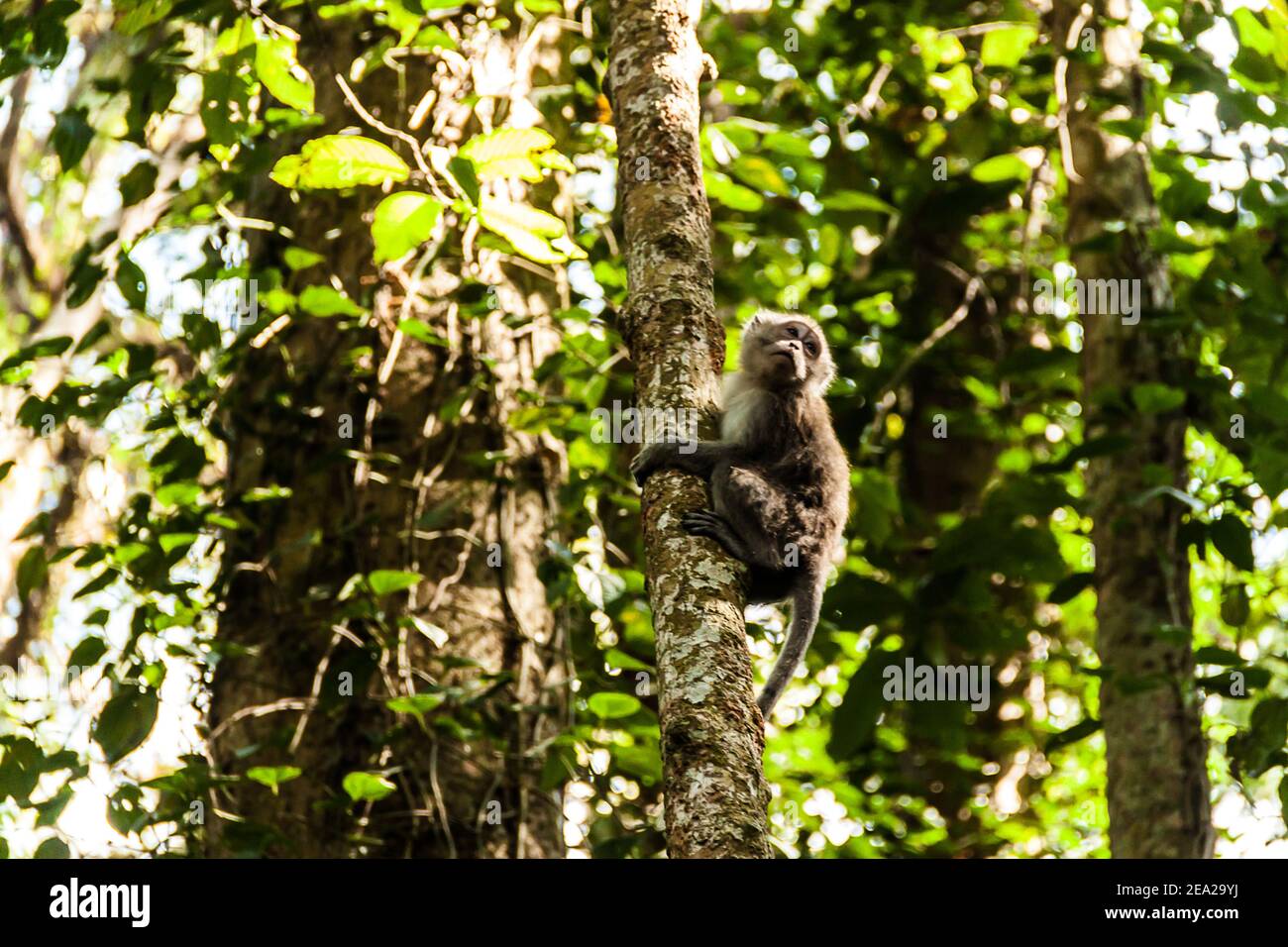 A little long-tailed macaque (macaca fascicularis) climbing a tree at ...