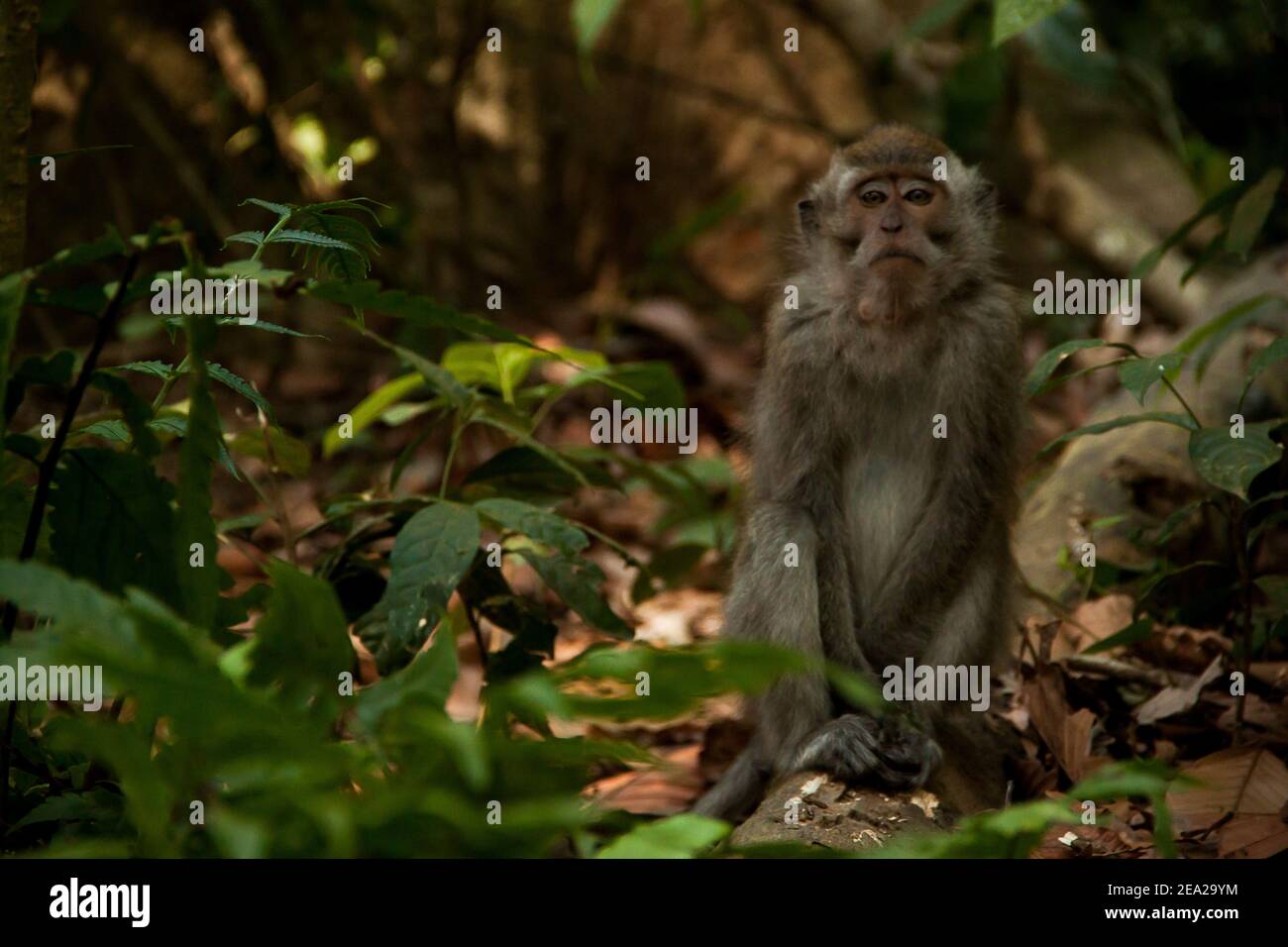 Monkey standing up hi-res stock photography and images - Alamy