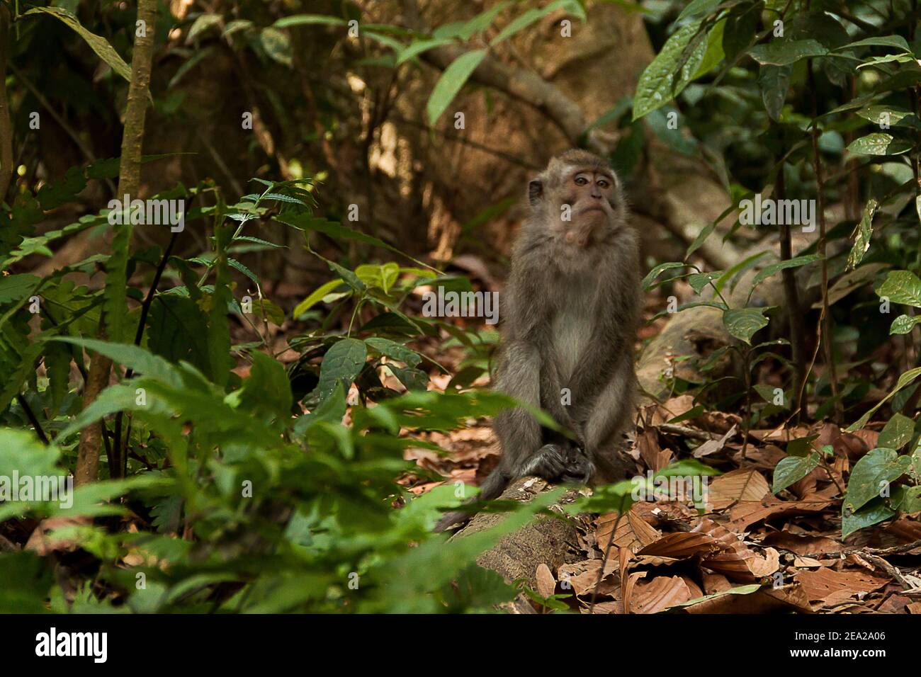 A long-tailed macaque (macaca fascicularis) looking around with sad and ...