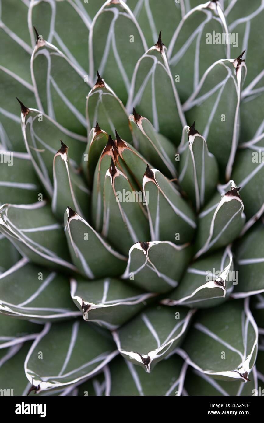 King agave hi-res stock photography and images - Alamy