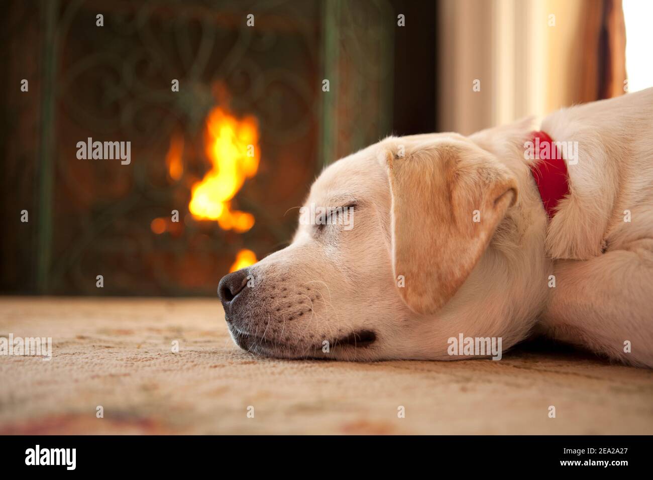 A labrador retriever puppy sleeps in front of a fireplace Stock Photo ...