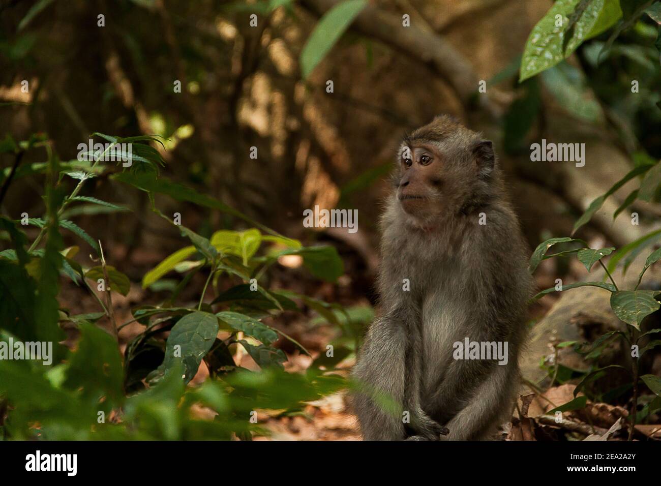 A sad looking long-tailed macaque (macaca fascicularis) watching around ...