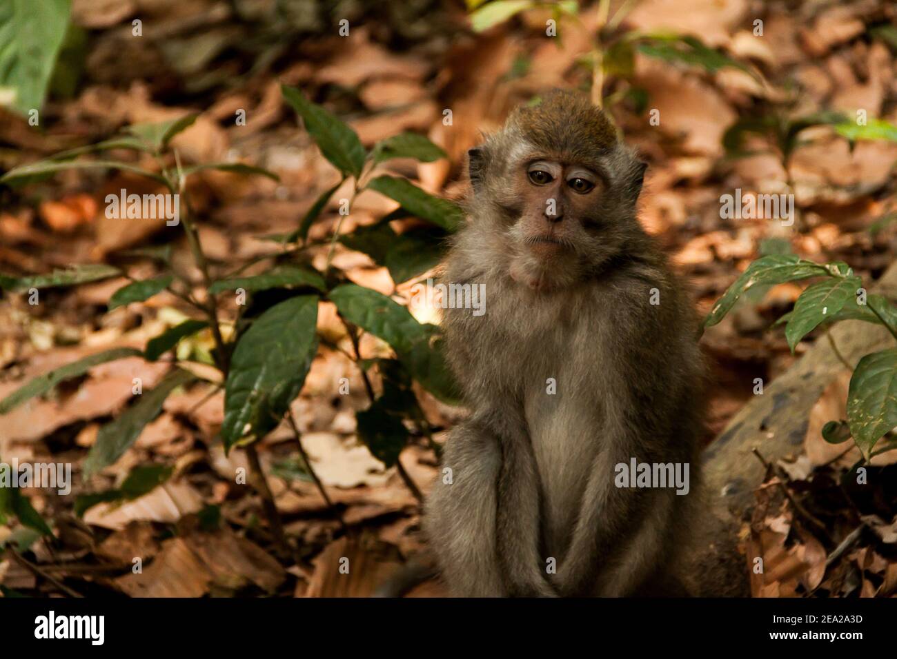 A long-tailed macaque (macaca fascicularis) monkey with a sad and ...