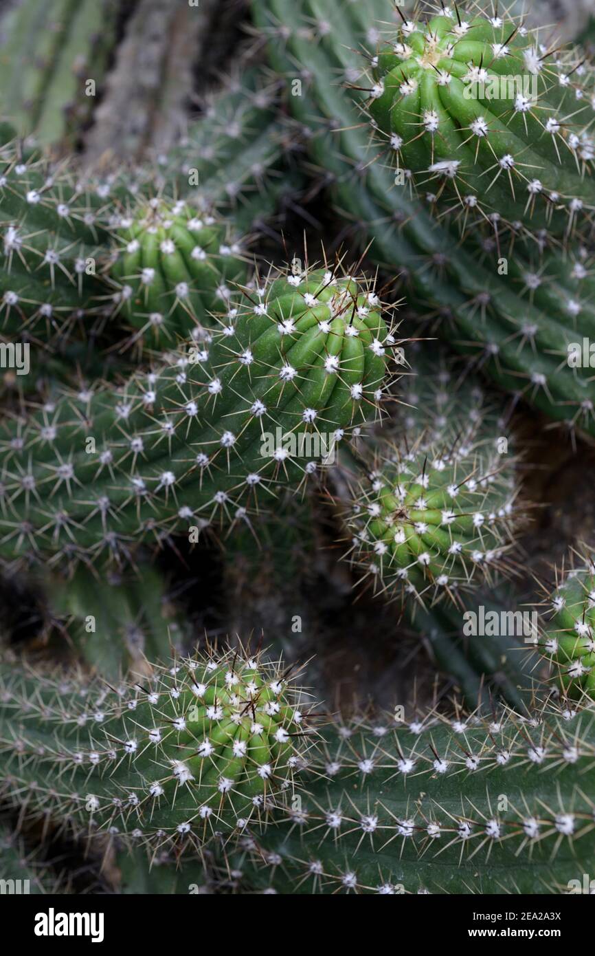 Sea urchin cactus ( Echinopsis) candicans, Argentina Stock Photo - Alamy