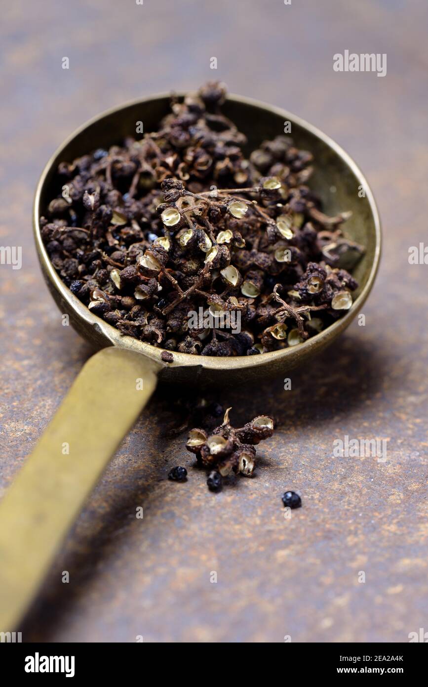 Wild Andaliman pepper in brass ladle, Sumatra, Indonesia Stock Photo ...