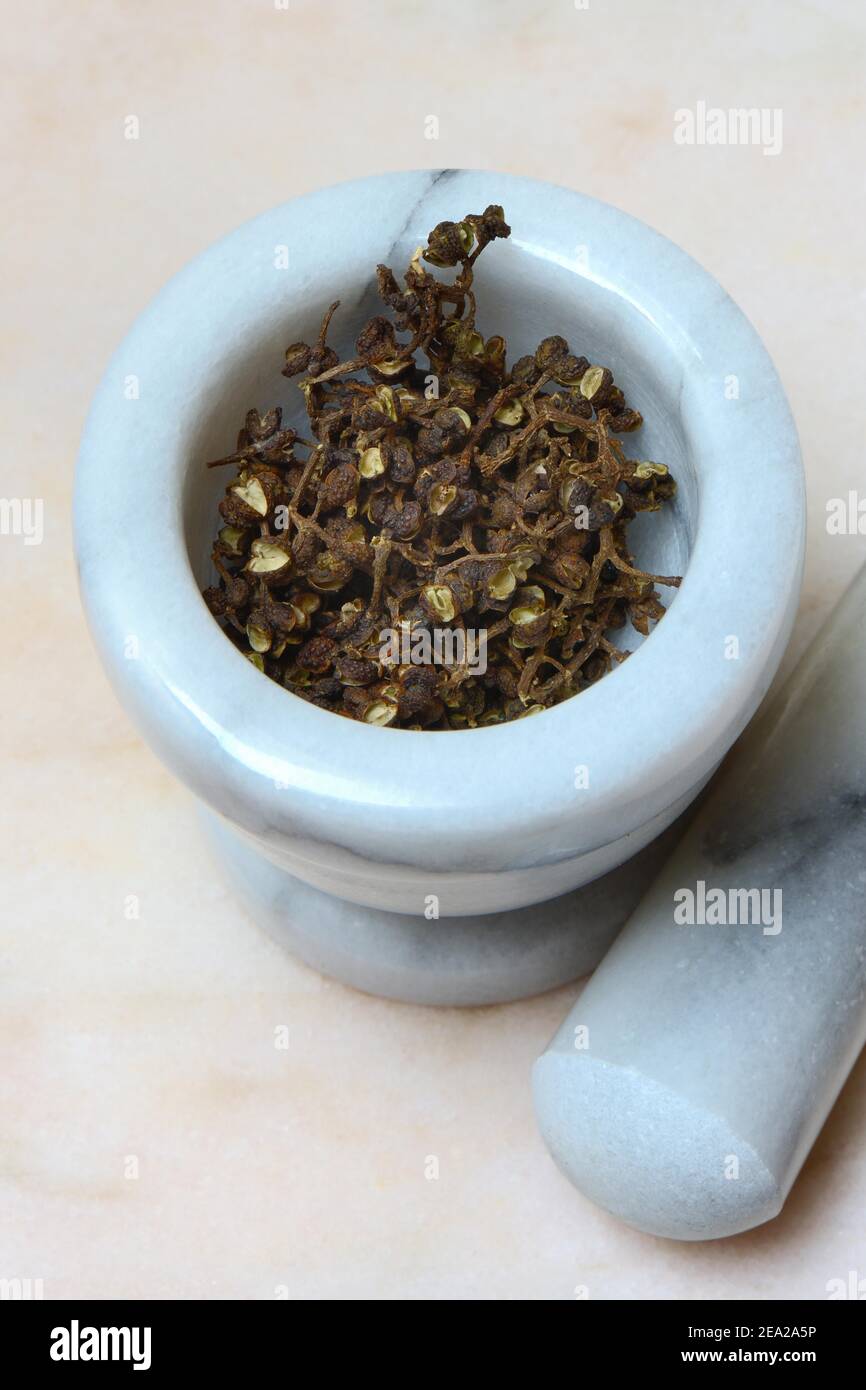 Andaliman hi-res stock photography and images - Alamy