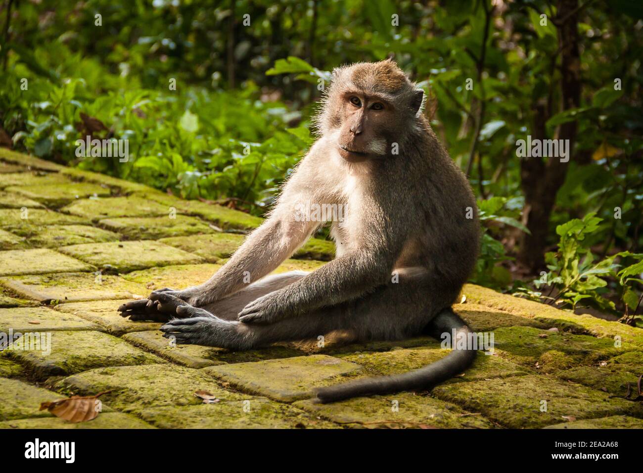 Crab-eating macaque (macaca fascicularis) sitting on the pavement and ...