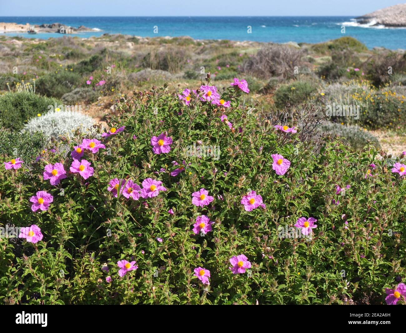 Grey leaved plant hi-res stock photography and images - Alamy