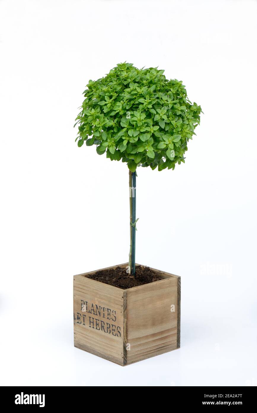 Greek Basil ( Ocimum basilicum) Basil Tree, mini-trunk in pot Stock ...