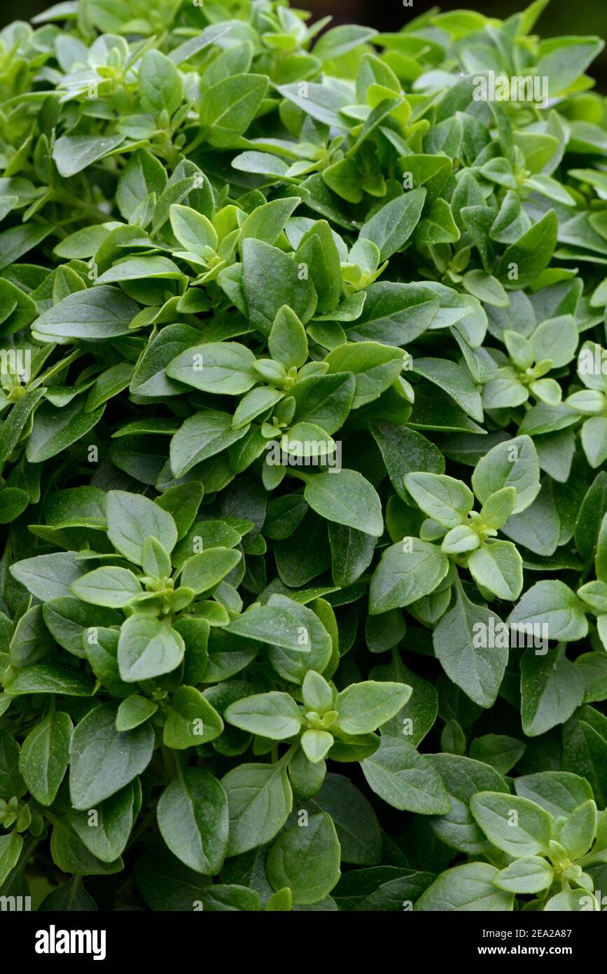 Greek Basil ( Ocimum basilicum) Basil Tree Stock Photo - Alamy