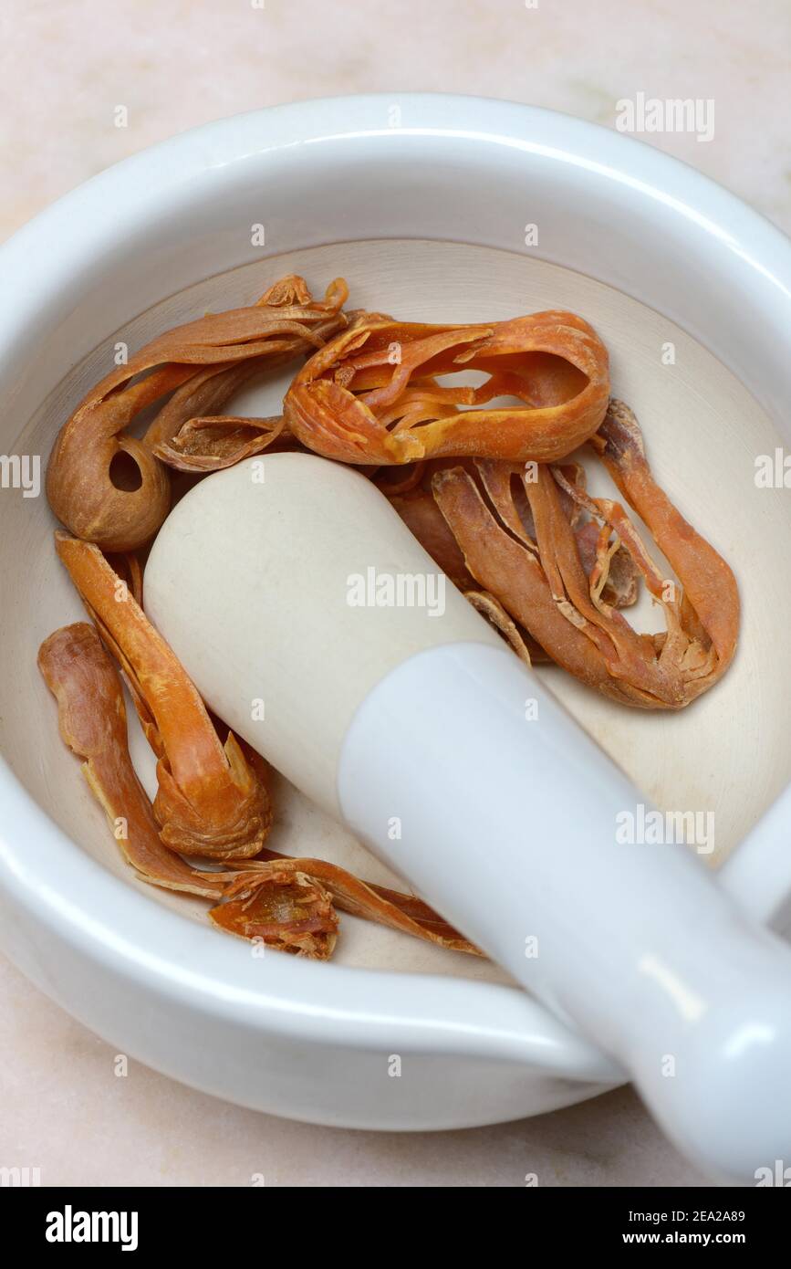 Nutmeg blossoms in grated shell, mace, mace, mace Stock Photo - Alamy