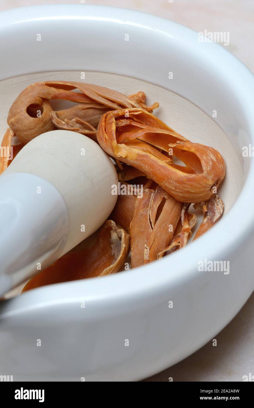Nutmeg blossoms in grated shell, mace, mace, mace Stock Photo - Alamy